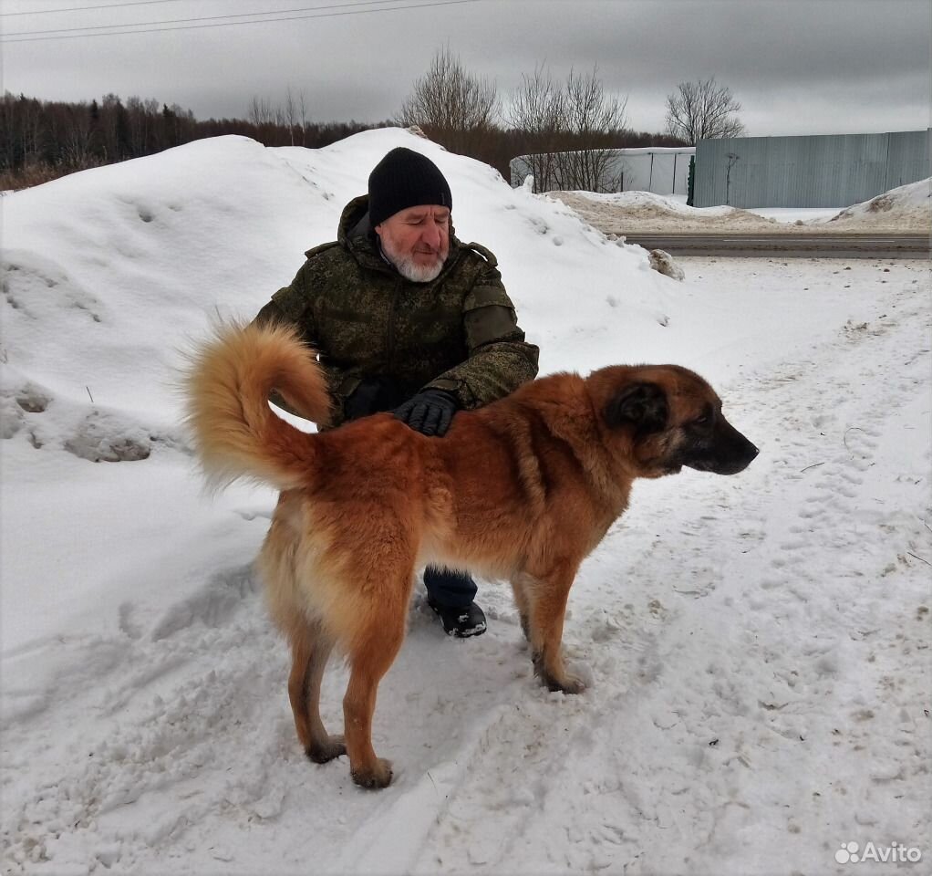 Умный и сильный Джефф готов служить людям