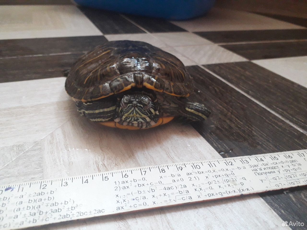 Черепахи красноухие