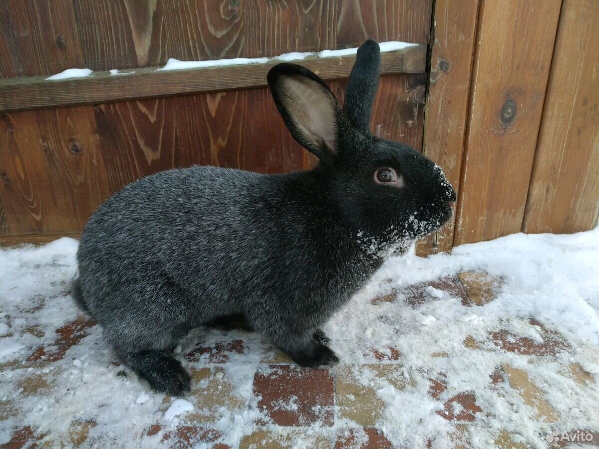 Племенные кролики