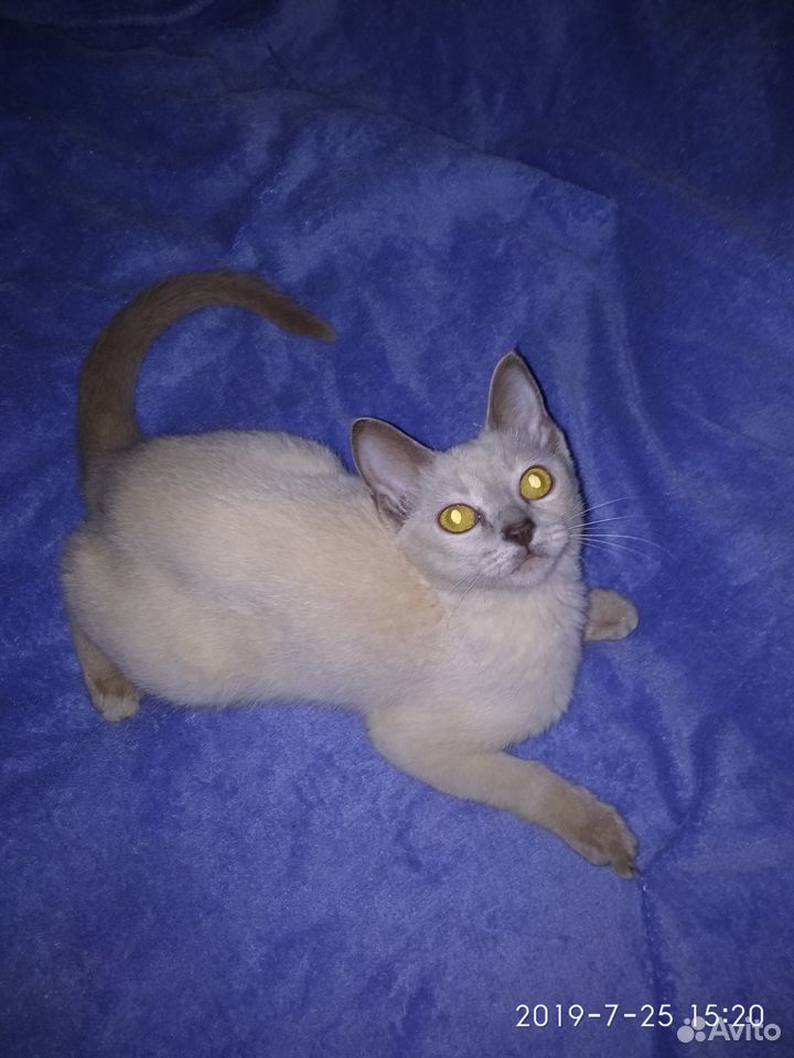 Тонкинская Девочка Лиловая Норка