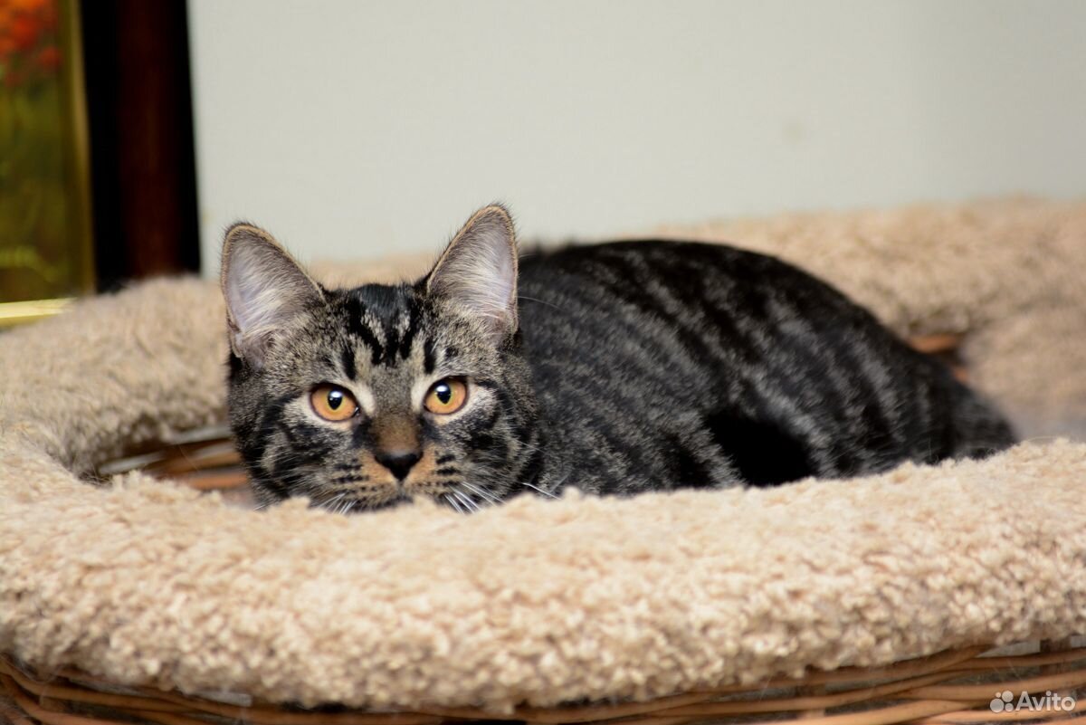 Кошечка 7месяцев, апельсиновые глазки