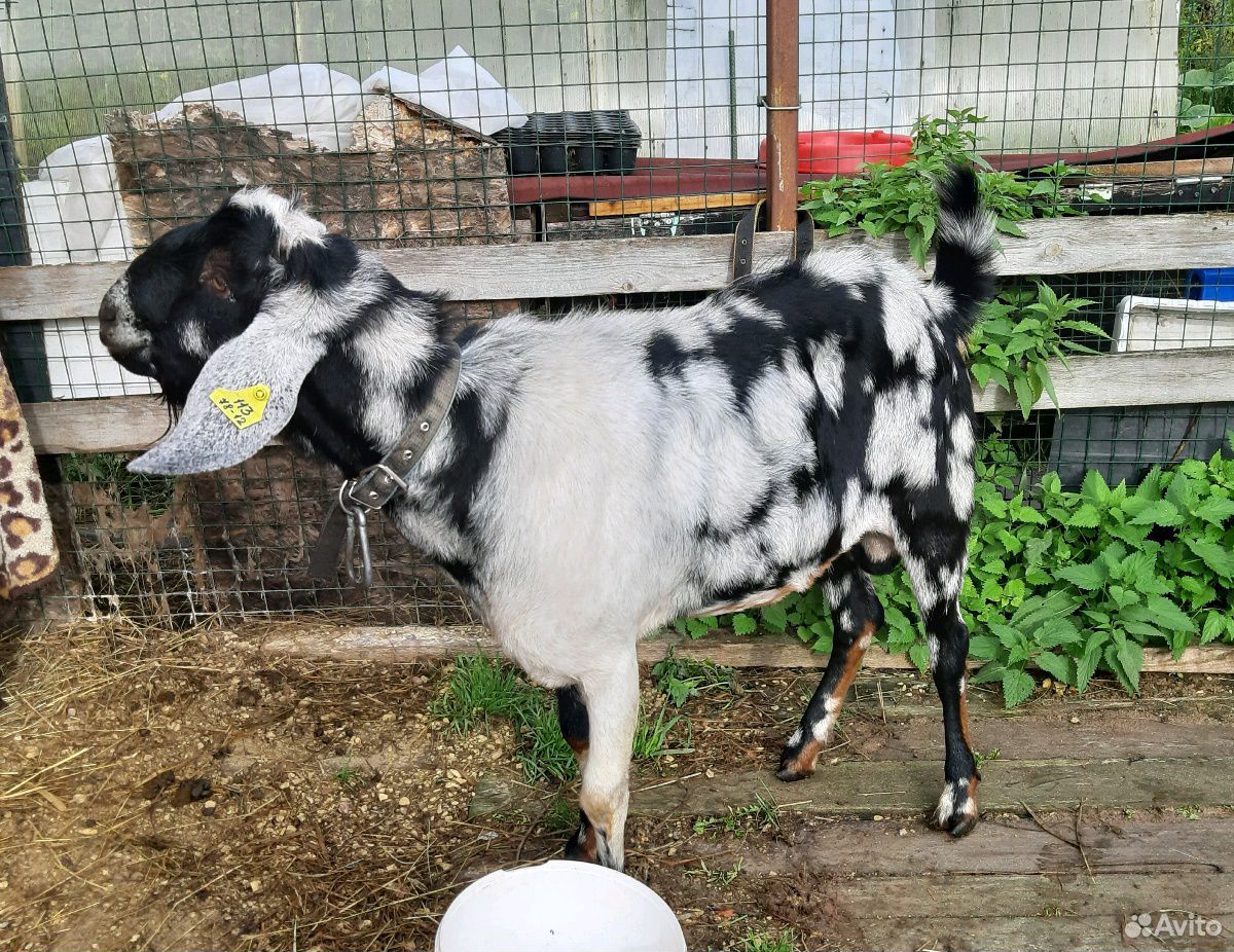 Козел покроет вашу козу