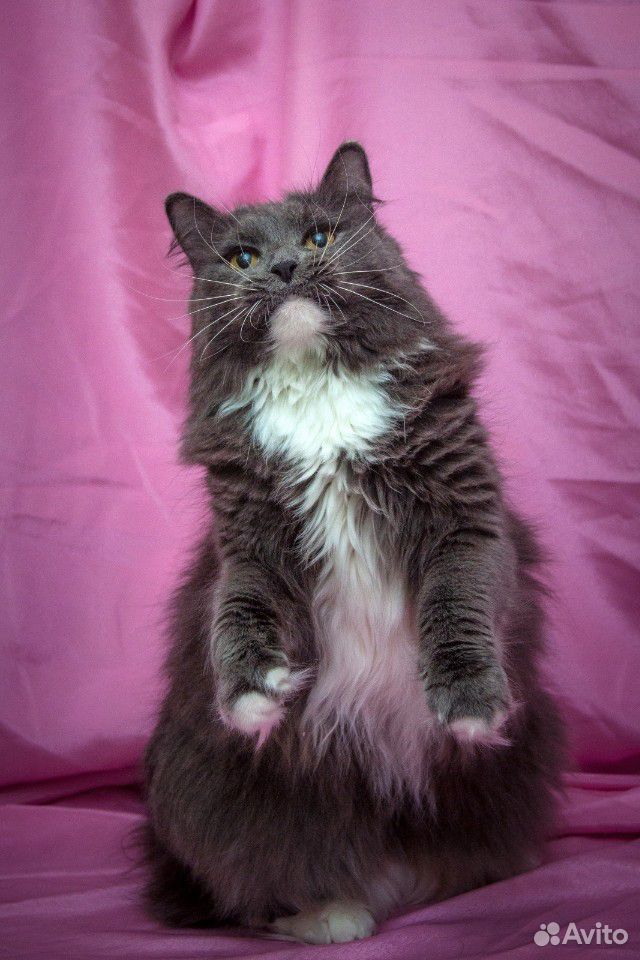 Три кото-девушки ищут дом