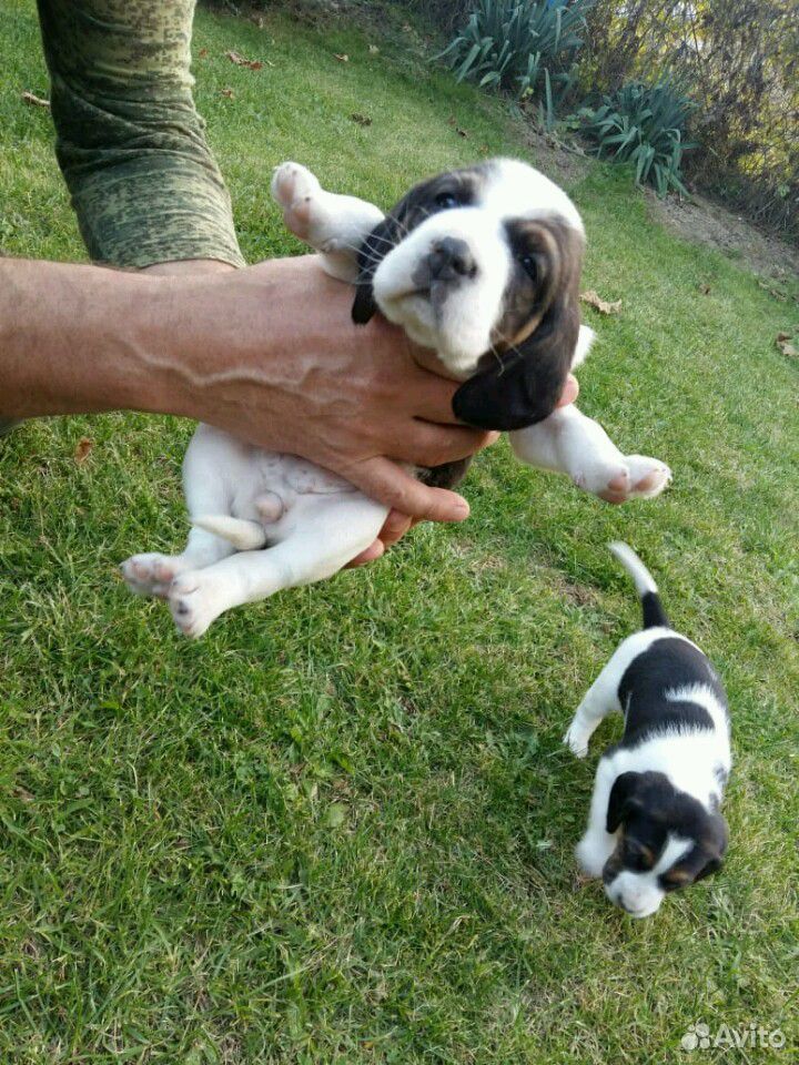 Вязка Эстонский гончии