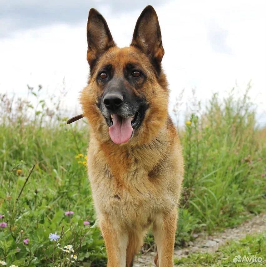 Овчарка Сильвия в добрые руки (в дар)