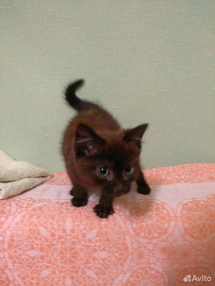 Котенок