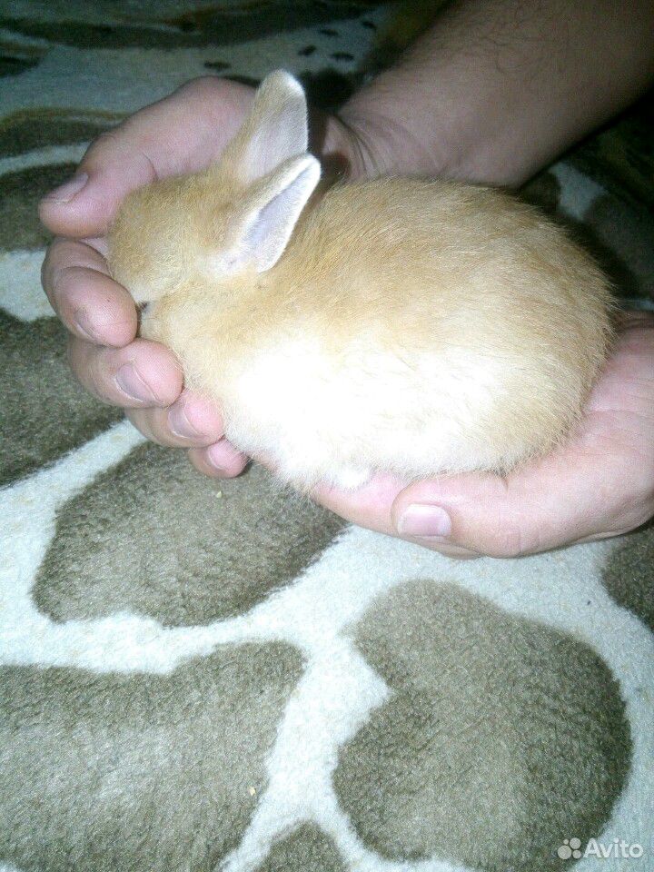 Карликовый крольчонок