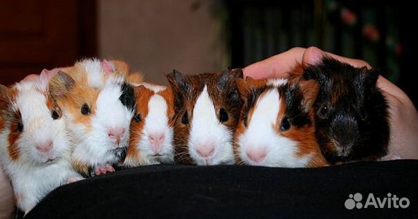 Морские свинки. питомник. розетки. селф. доставка