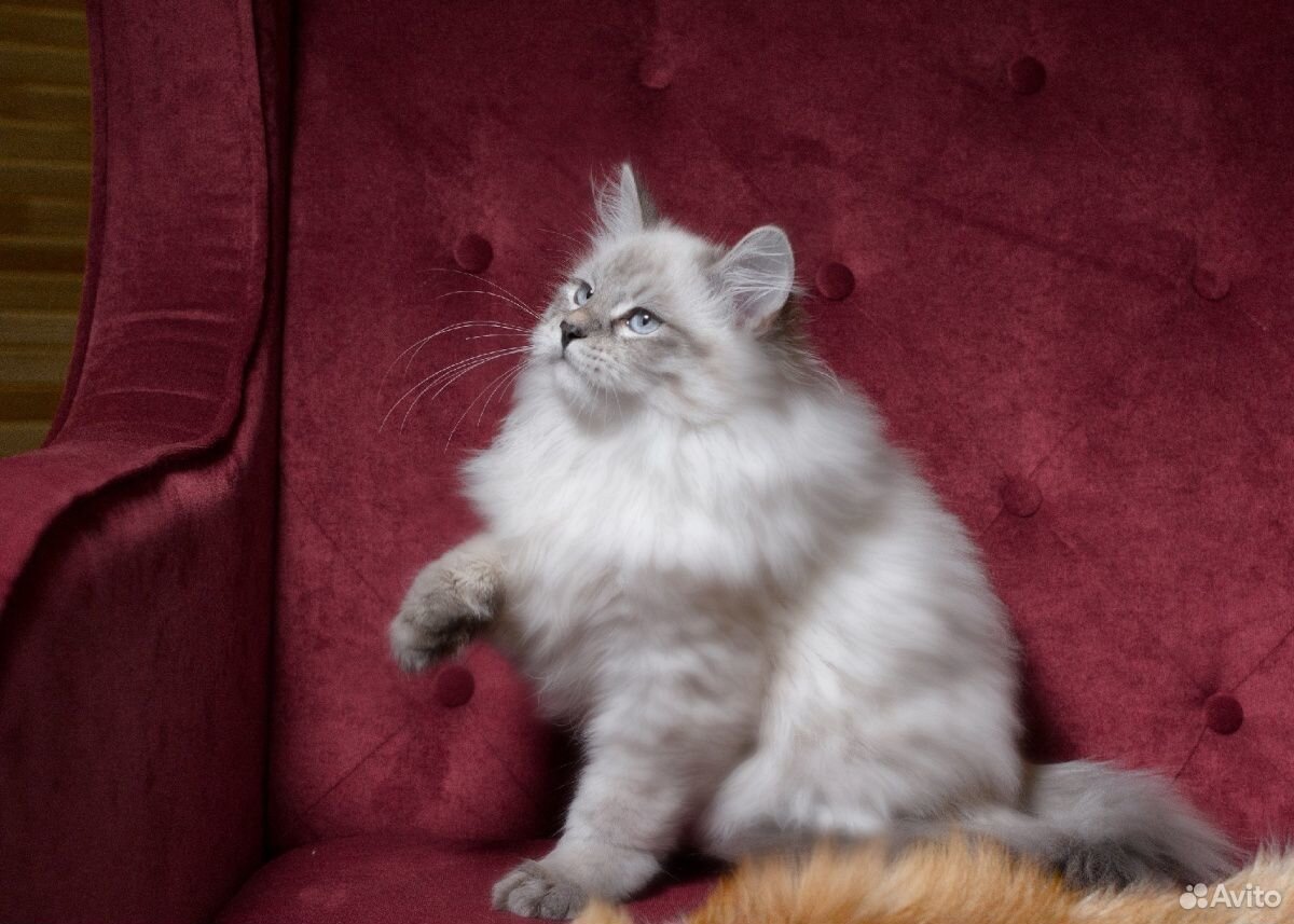 Невская маскарадная