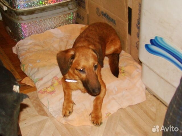 Маленькая Альма ищет дом Милая Альма очень хочет с