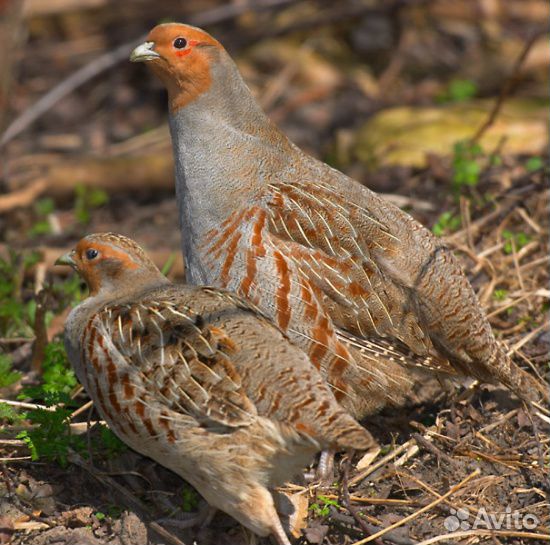 Серая куропатка