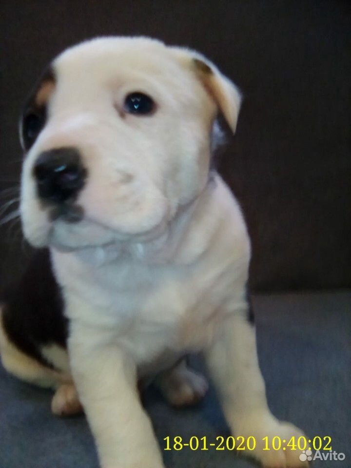 Стаффордширский терьер