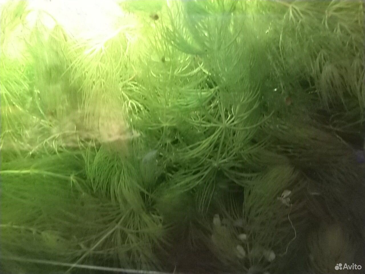 Растение Рогалистник, Ряска, Людвига ползучая, Мул