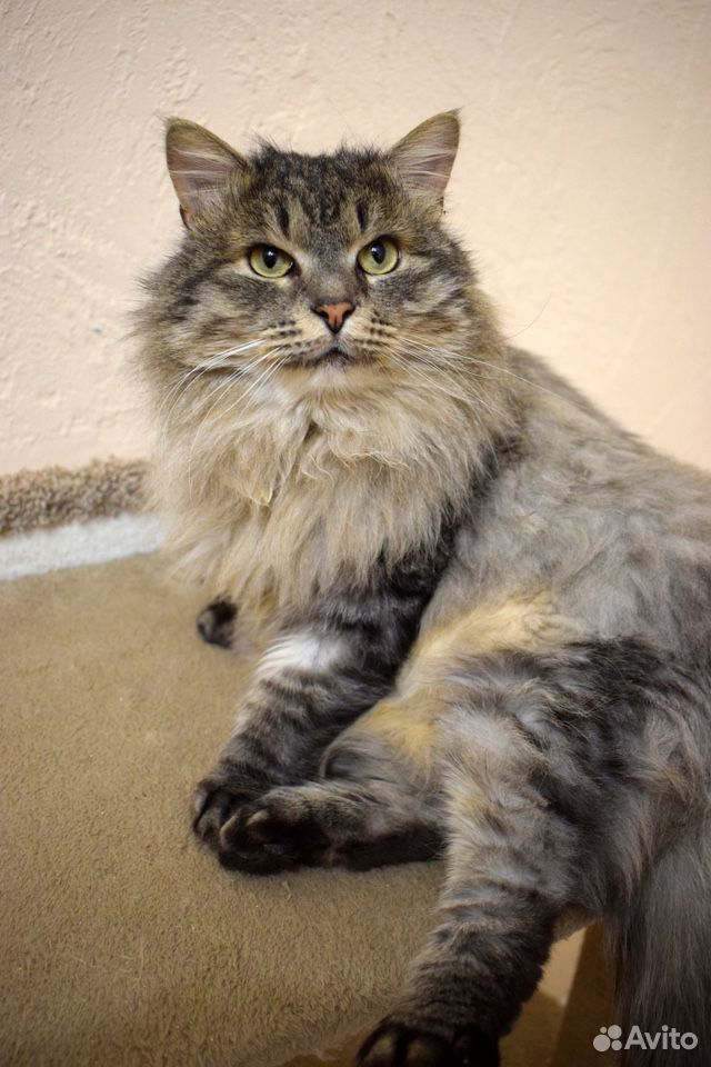 Соломон 1,5 года в добрые руки