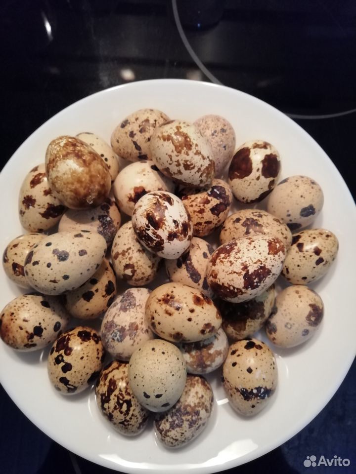 Инкубационное яйцо перепела