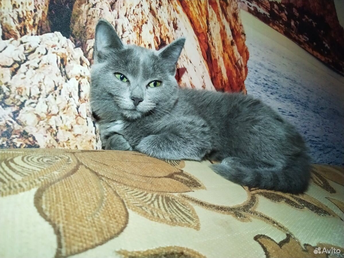 Кошечку отдам