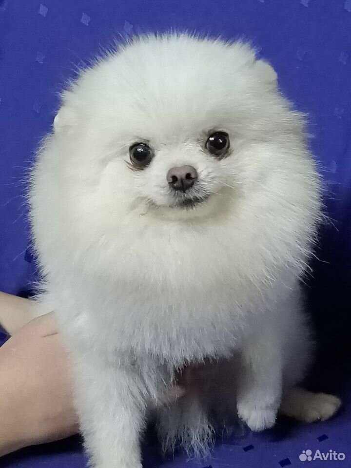 Мини шпиц вязка