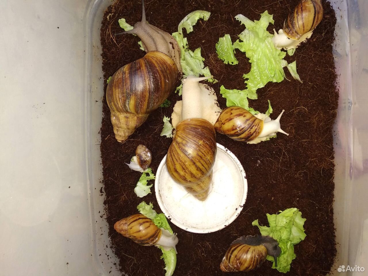 Улитка (архатины)