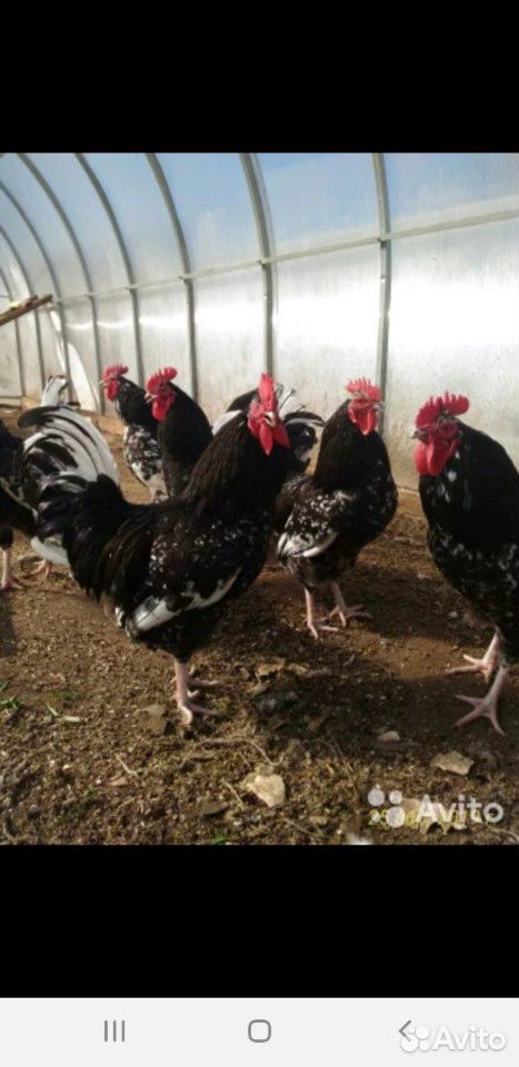 Куры, кролики, утки