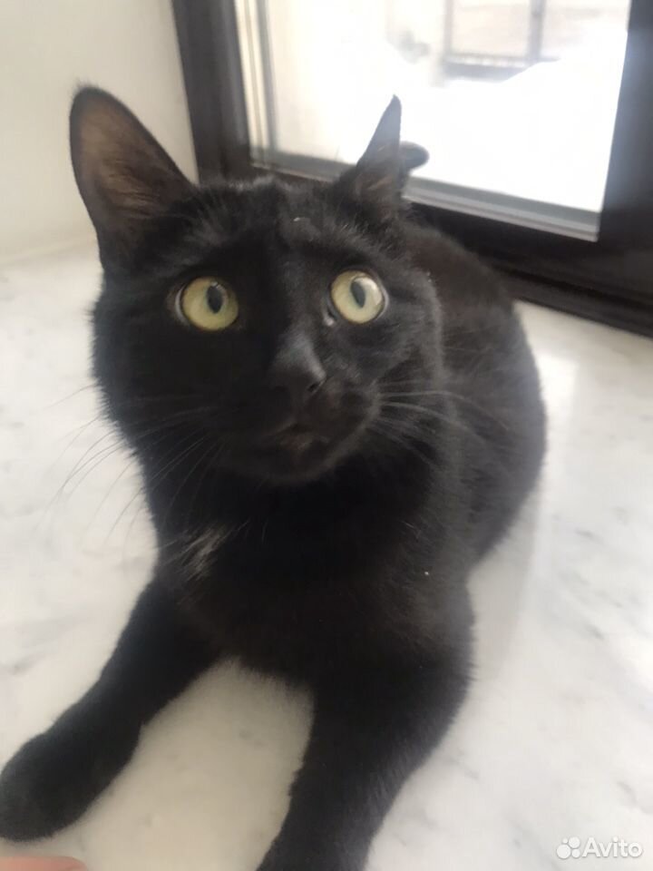 Чёрная кошка