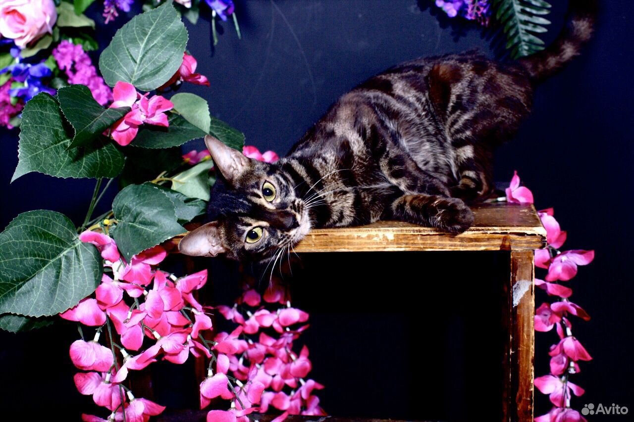 Бенгальская кошка уникального угольного окраса