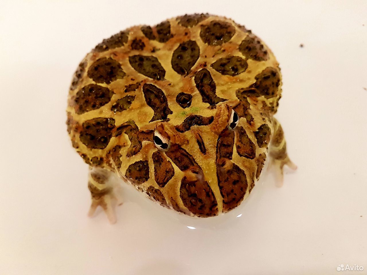 Украшенная рогатка