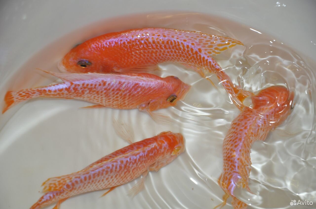 Аквариумная рыба (Малави)