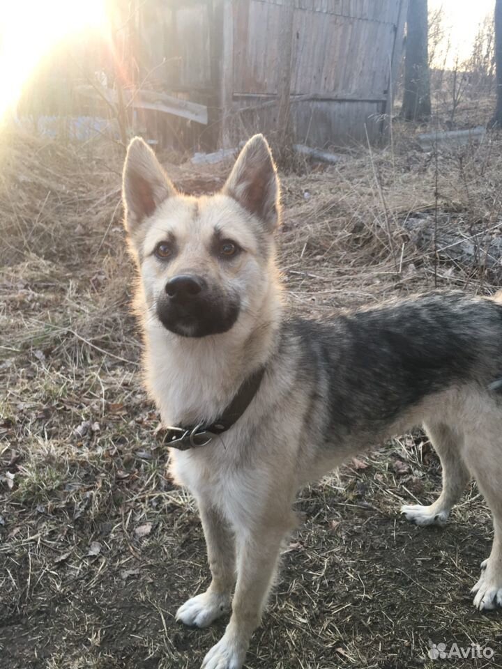 Щенок Лис в добрые руки