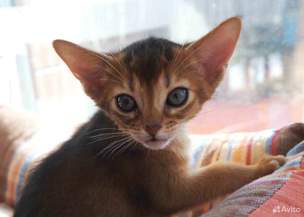Абиссинские котята из питомника