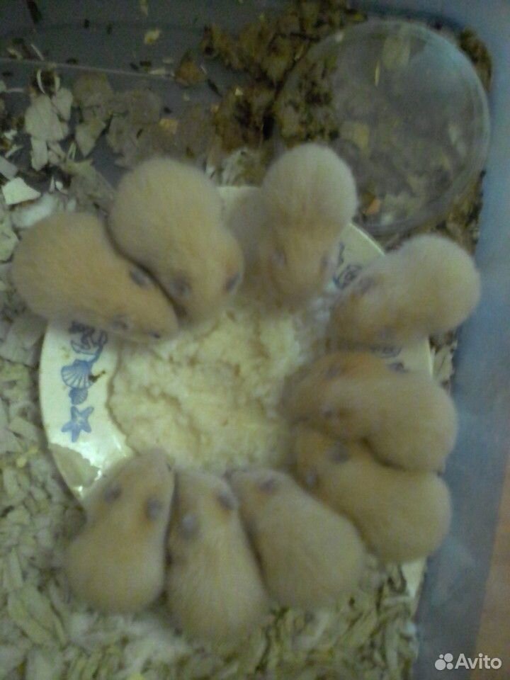 Хомячата сирийские