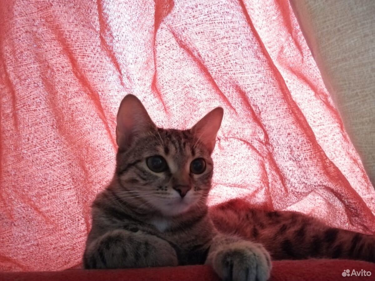 Кошечка 10 месяцев