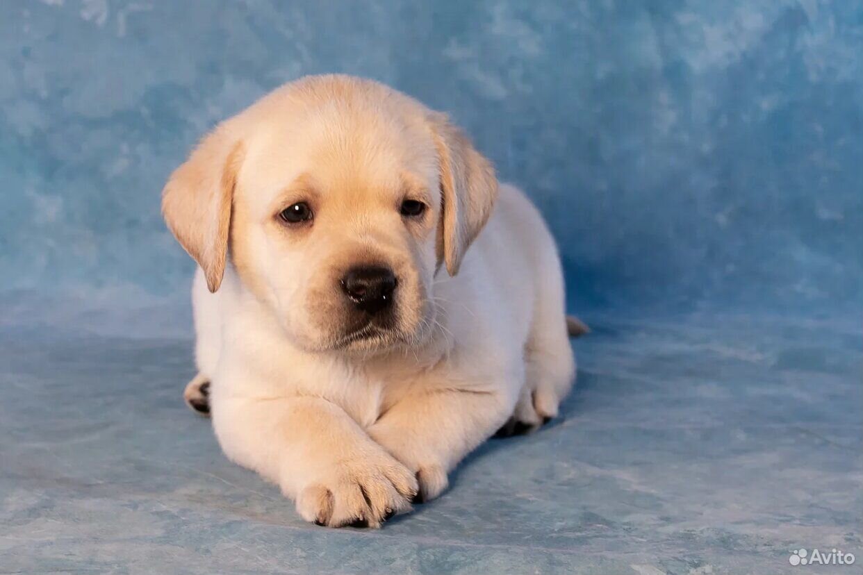 Лабрадор палевый мальчик девочка 1,5 мес