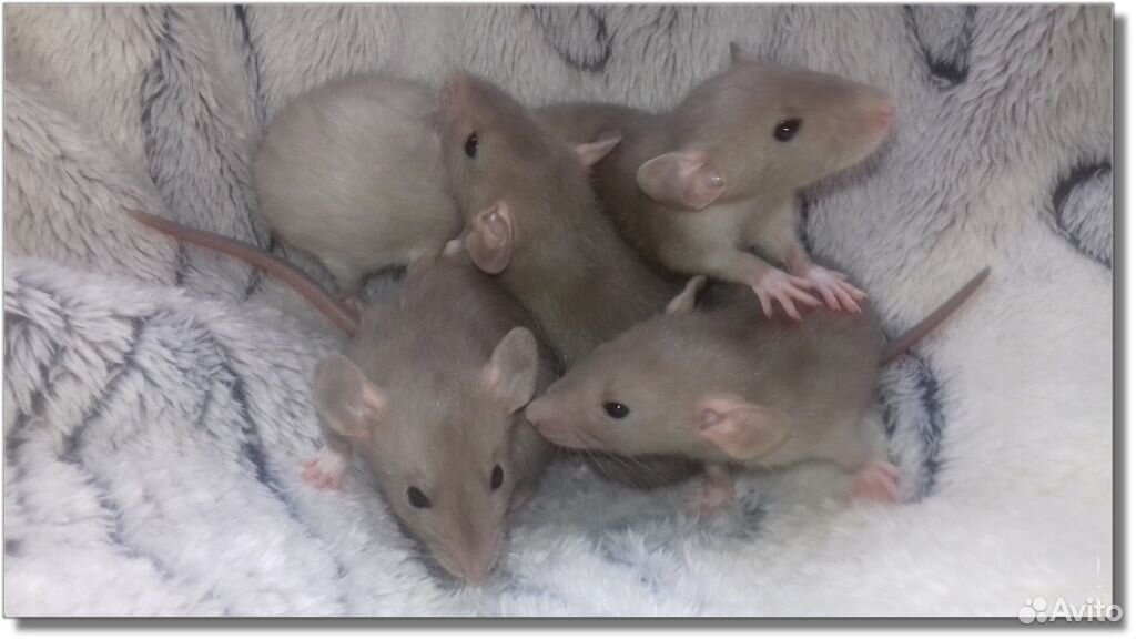 Крысята Дамбо шоколадки