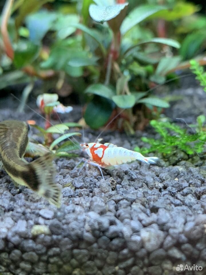 Красный кристалл 'Crystal Red Shrimp'