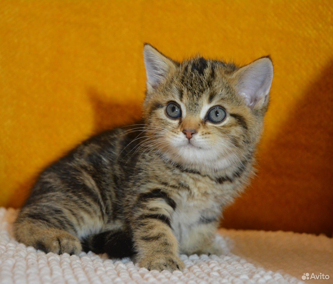 Кот золотой