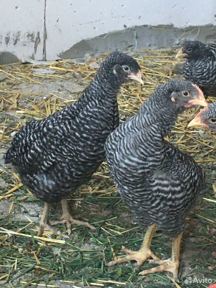 Цыплёнок полосатого плимутрока