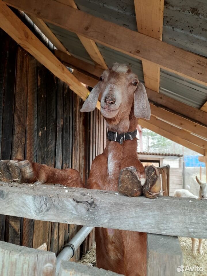 Козёл нубийский чп