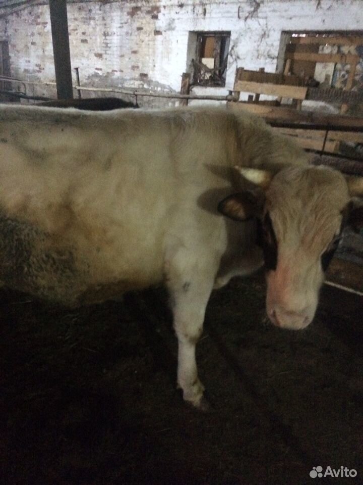 Бык производитель