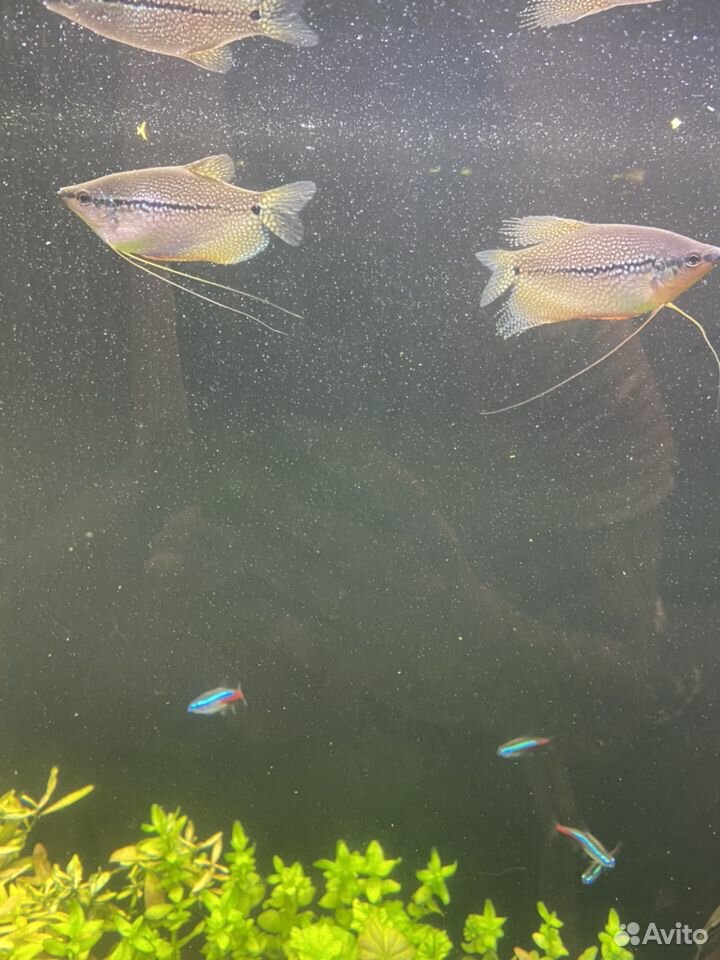 Гурами жемчужный (пара)