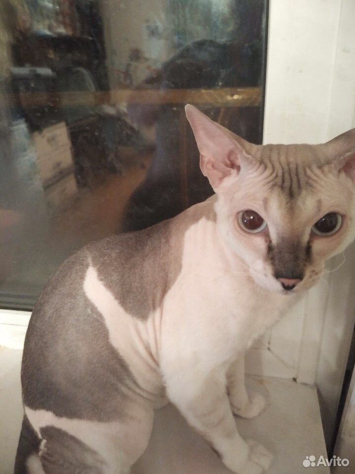 Котик приглашает на свидание