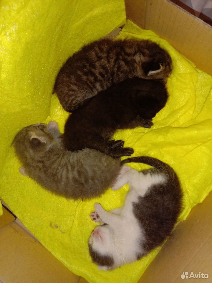 Котята