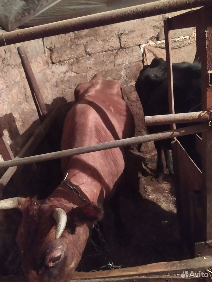 Продам коров в данный момент дают 12 литров молока