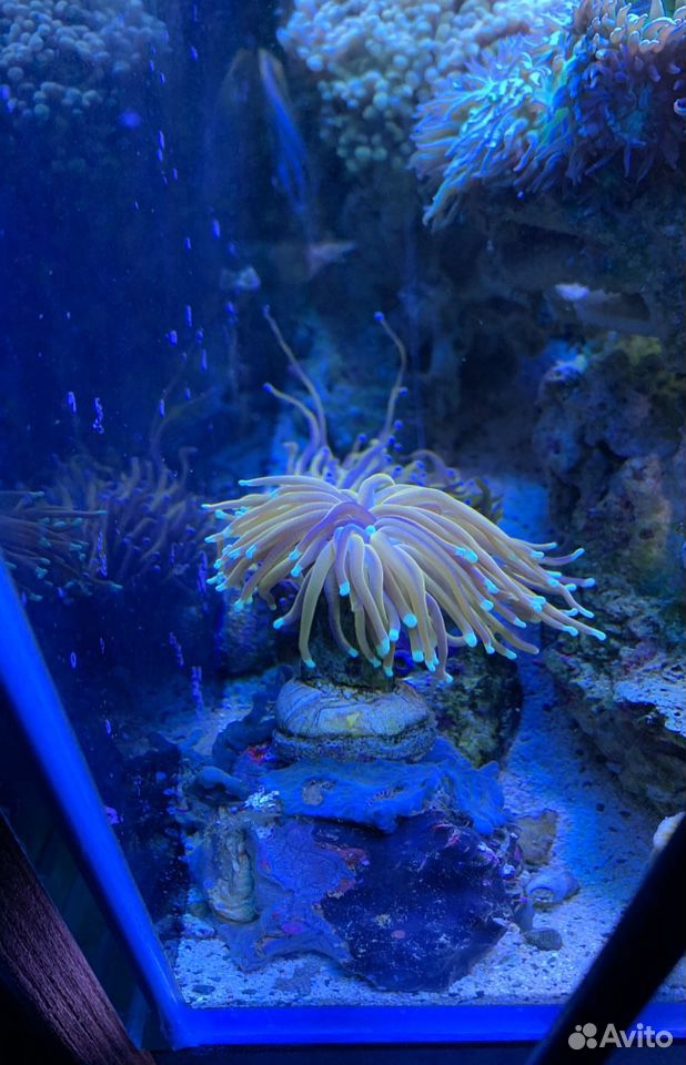 Эуфилия Gold Torch