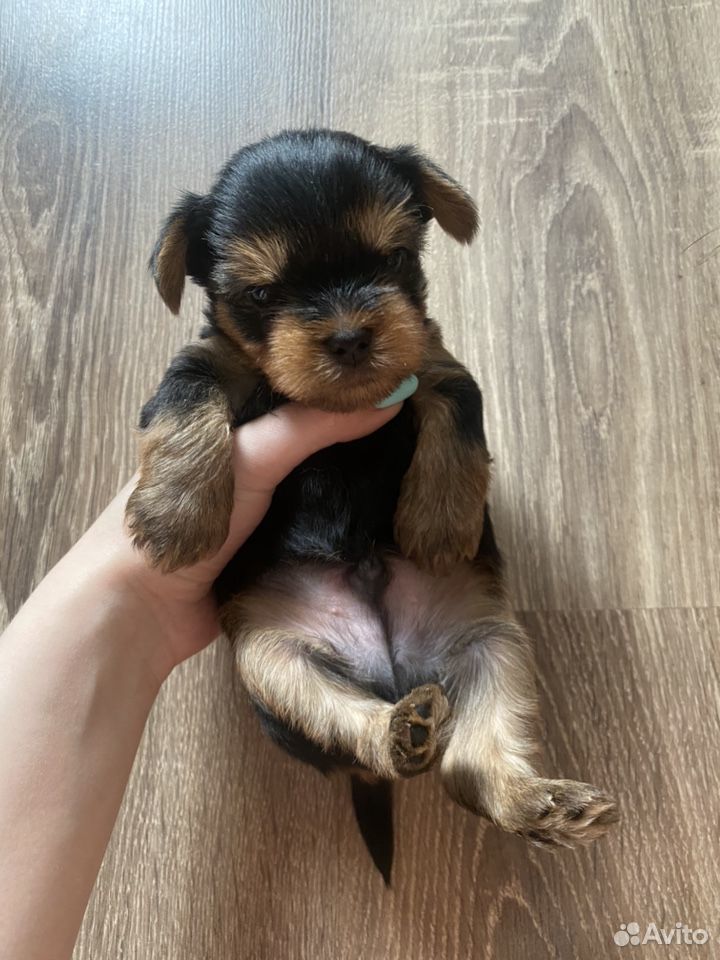Йорки щенки мини стандарт