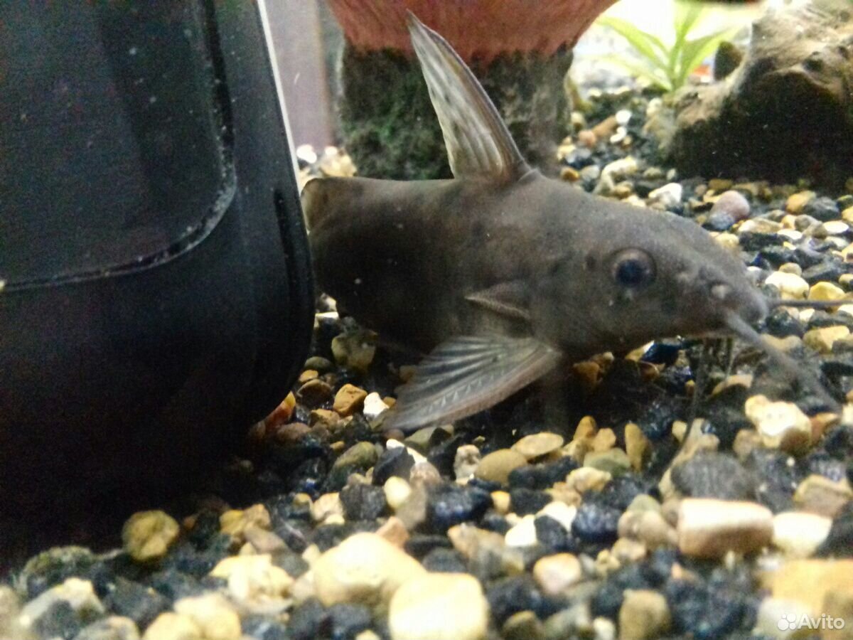 Аквариумные рыбки