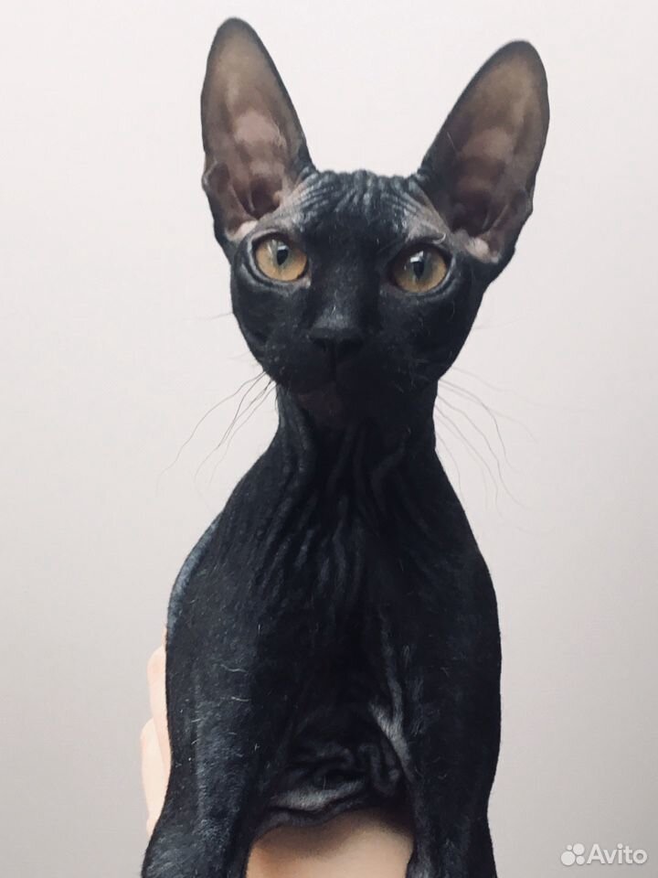 Вязка сфинкс велюровый