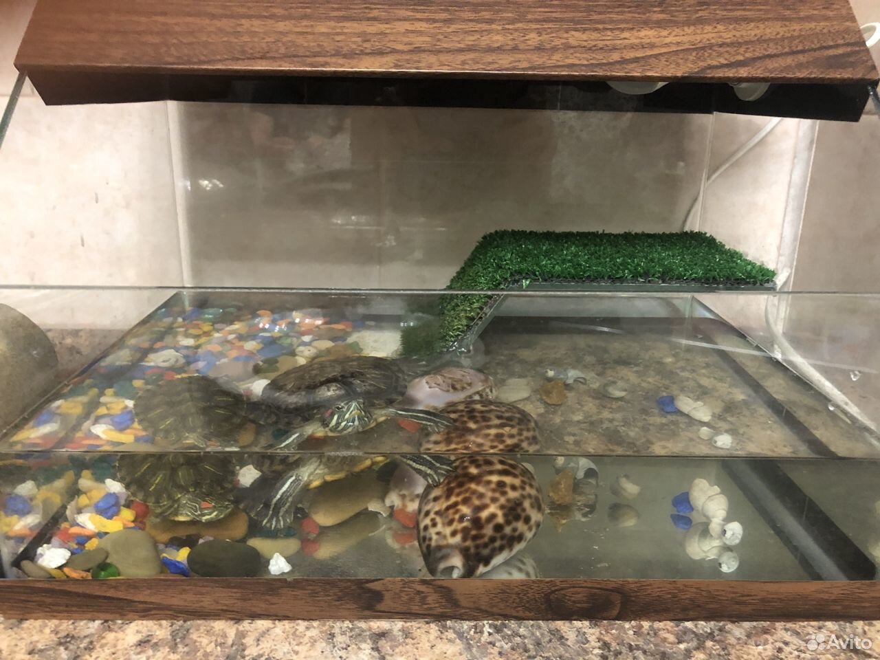 Аквариум с черепахами