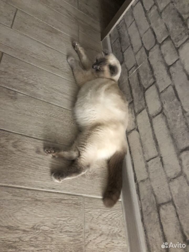 Кошка