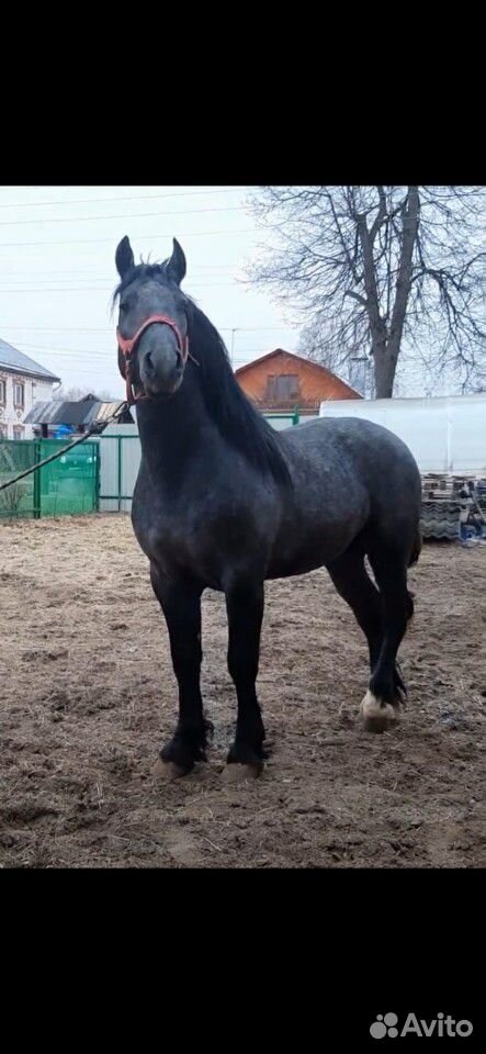 Лошадь жеребец перширон