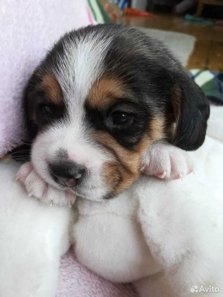 Бигль щеночки девочки и мальчики